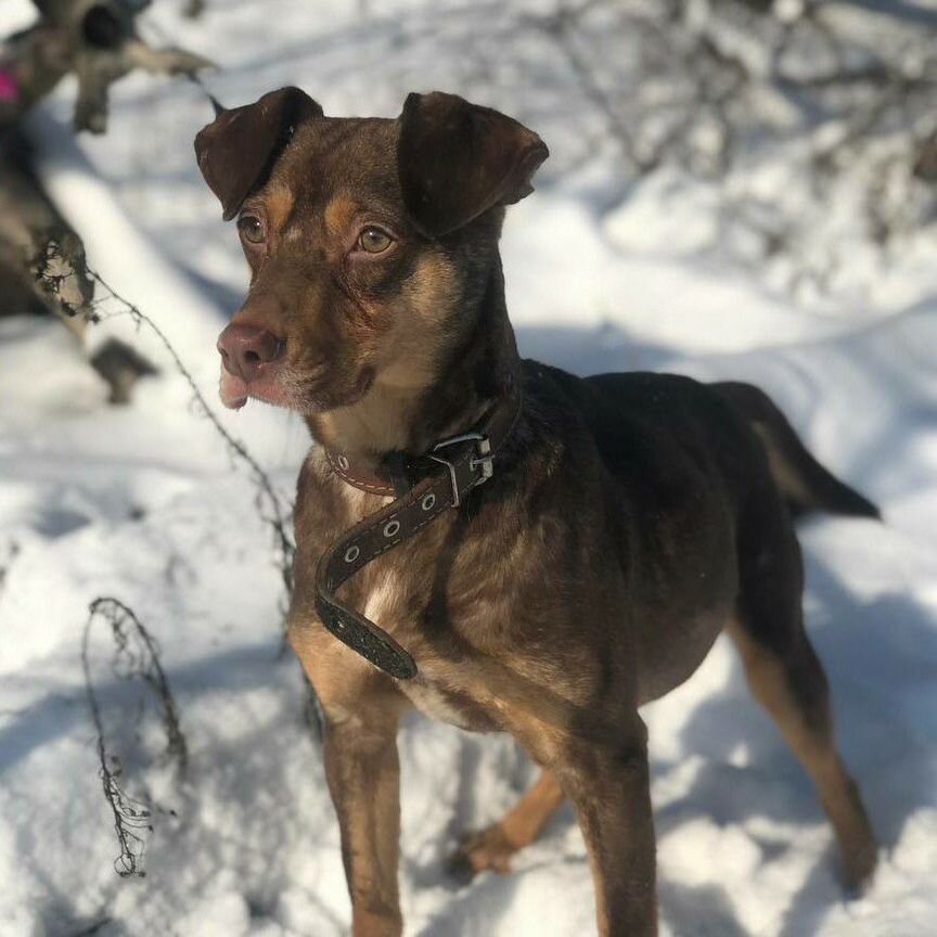 Не большая собака в добрые руки