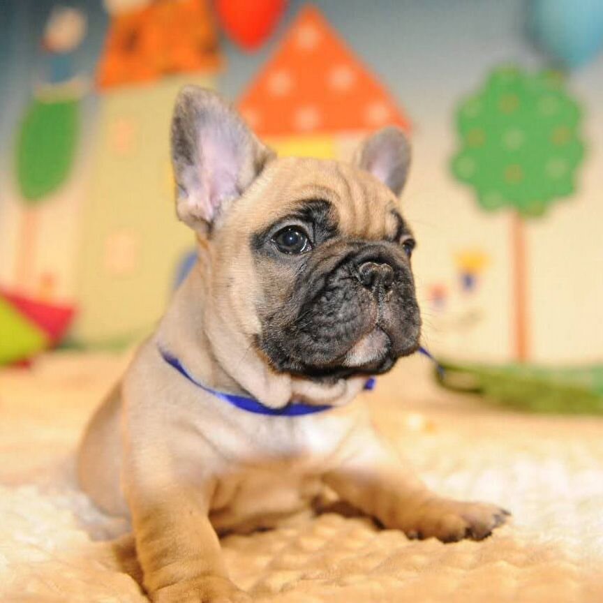 Продажа французских бульдогов