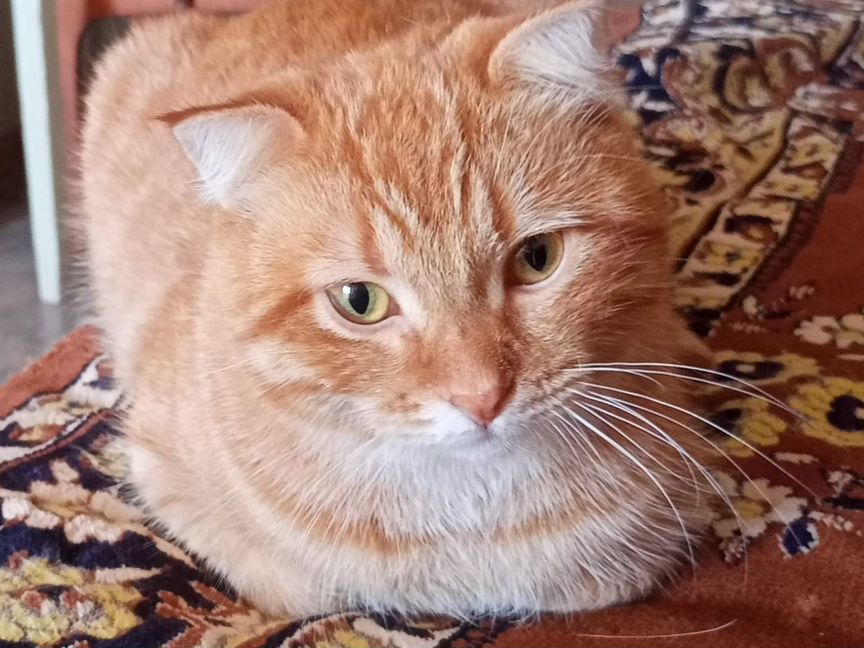 Кот шотландский