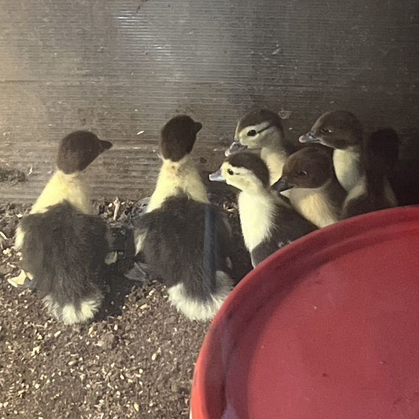 Продам утят и уток