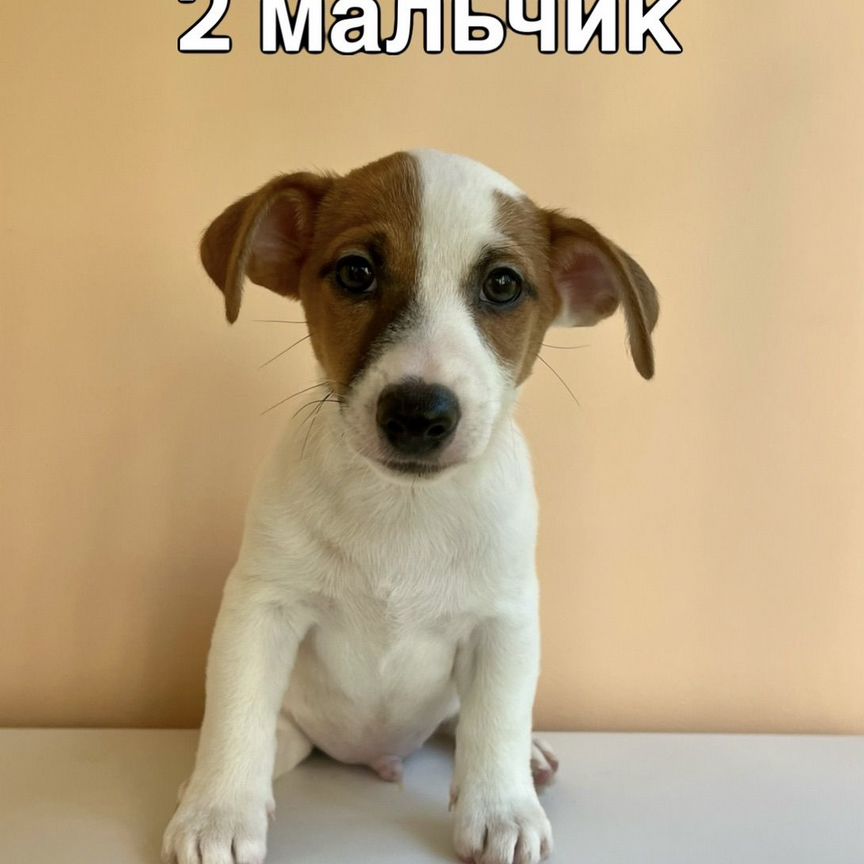 Щенки джек рассел терьер