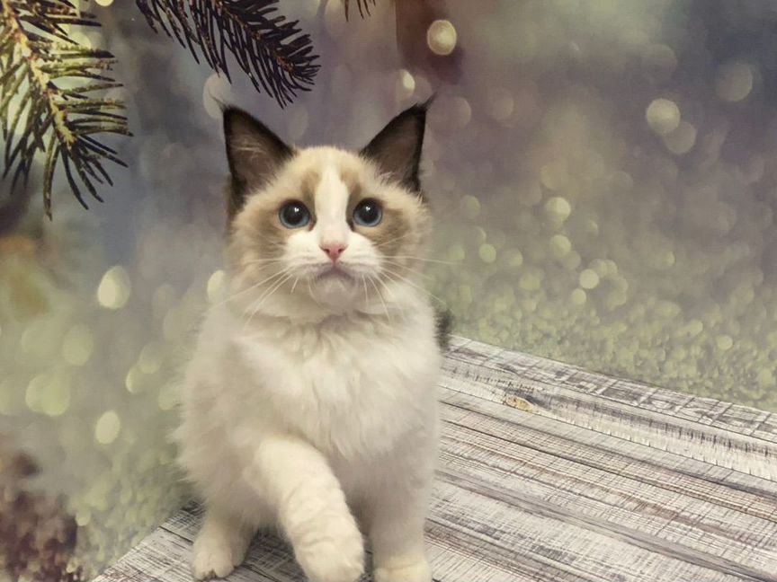 Девочка рэгдолл