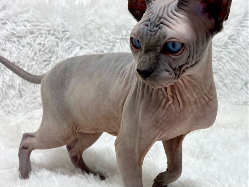 Канадский сфинкс