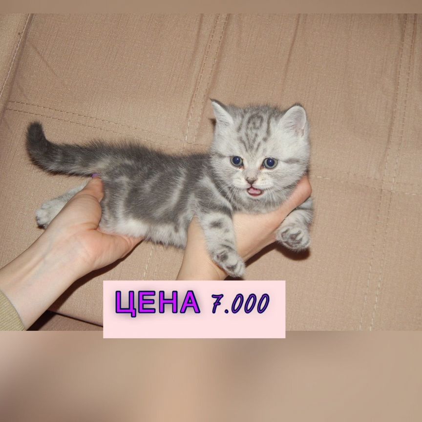 Котик шотландской породы