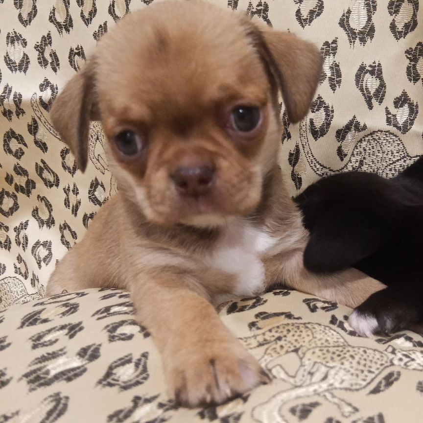 Чихуахуа, щенок