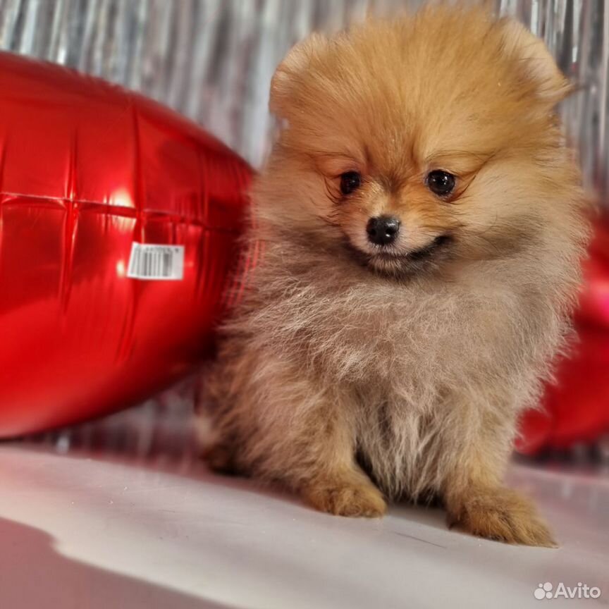 Померанский шпиц