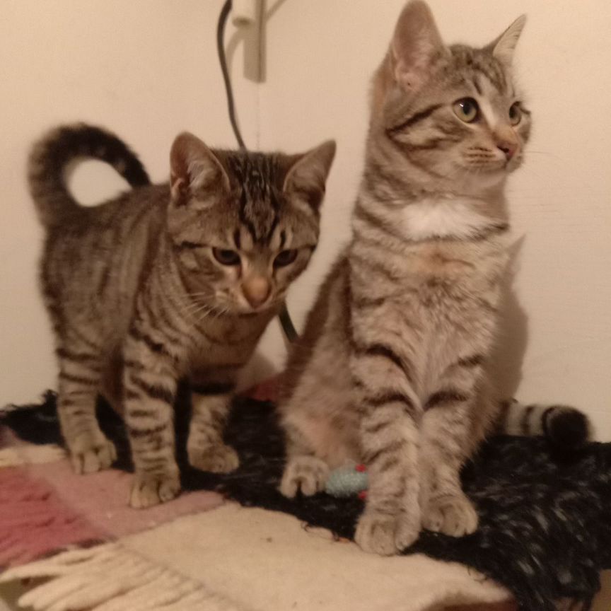 Котята в добрые руки мальчики