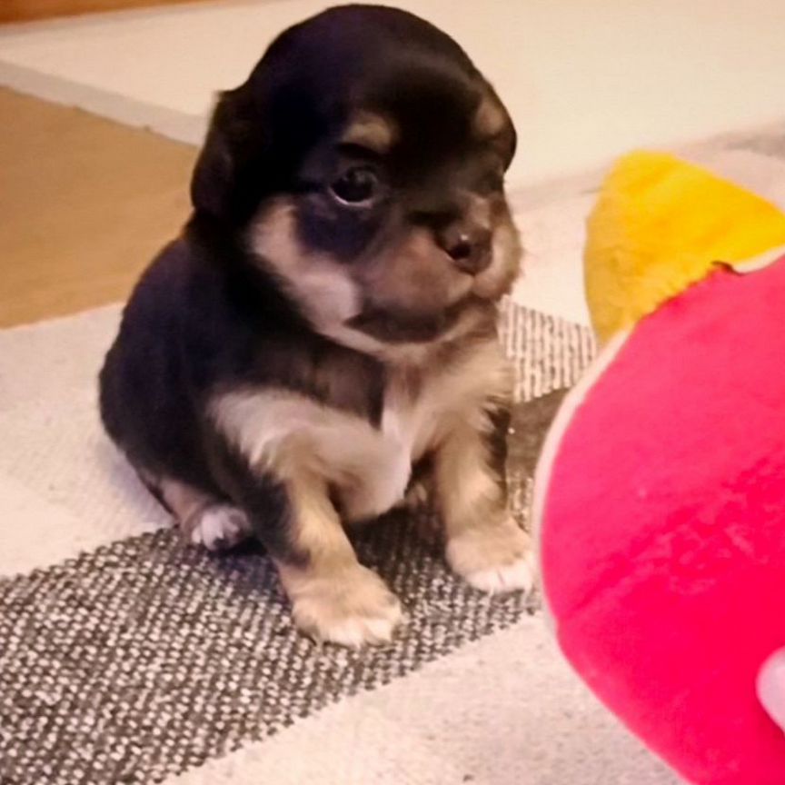 Щенки чихуахуа