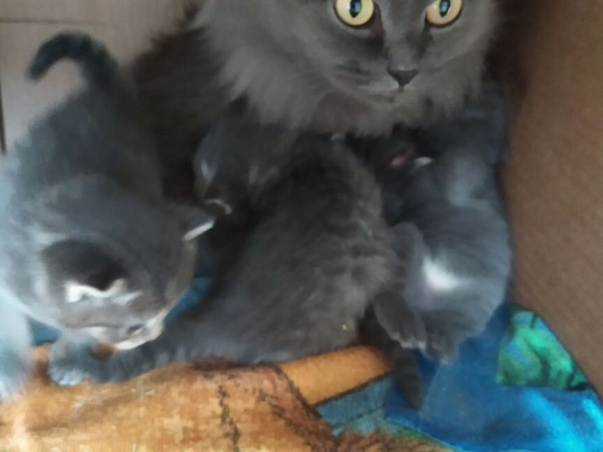 Русская голубая кошка