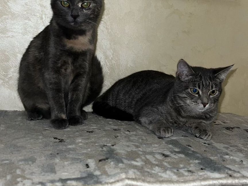 Кошки бесплатно