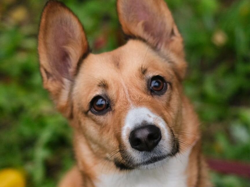 Яркая небольшая Тесса из приюта