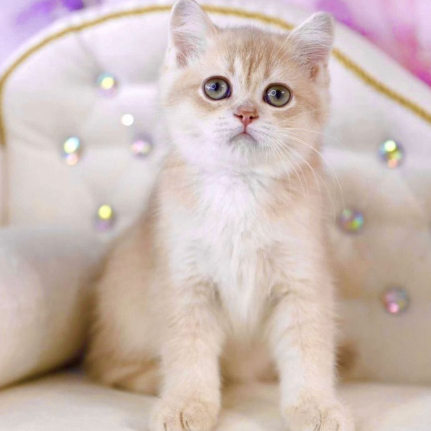 Шотландский прямоухий короткошёрстный котёнок