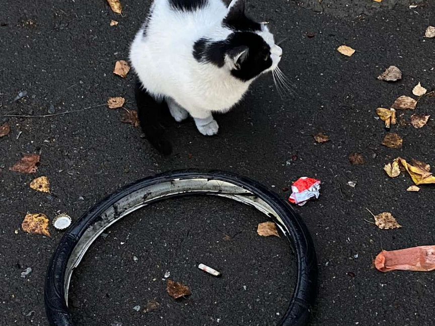 Кошечка погибает