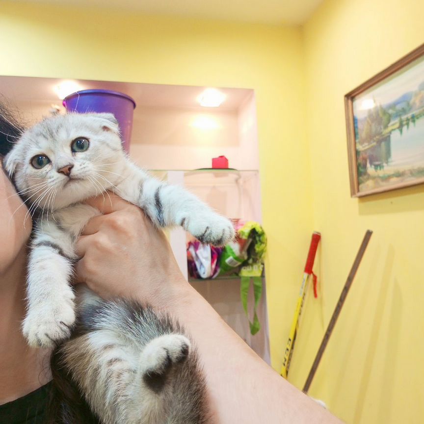 Шотландский вислоухий котенок