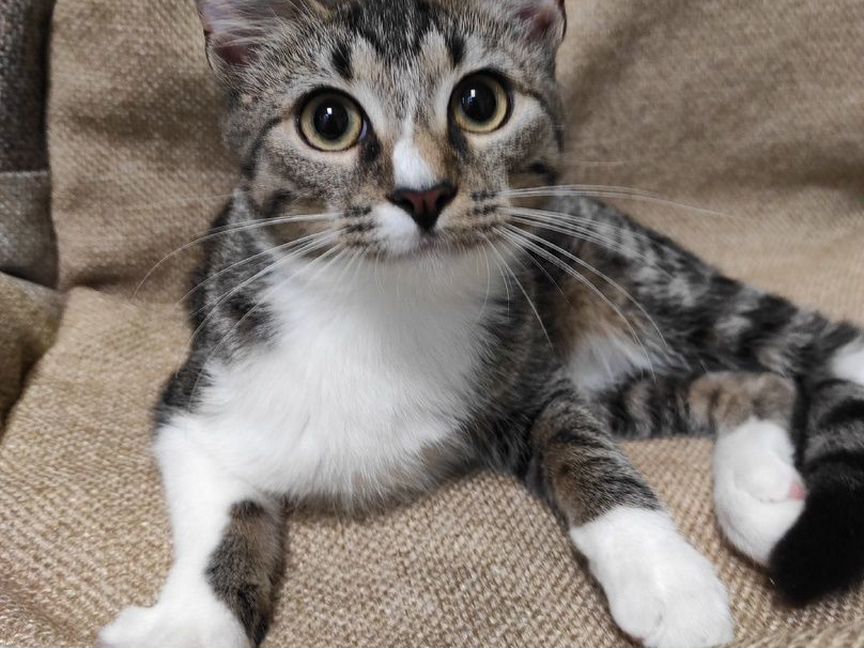 Кому ласкушу ручную и плюшевую