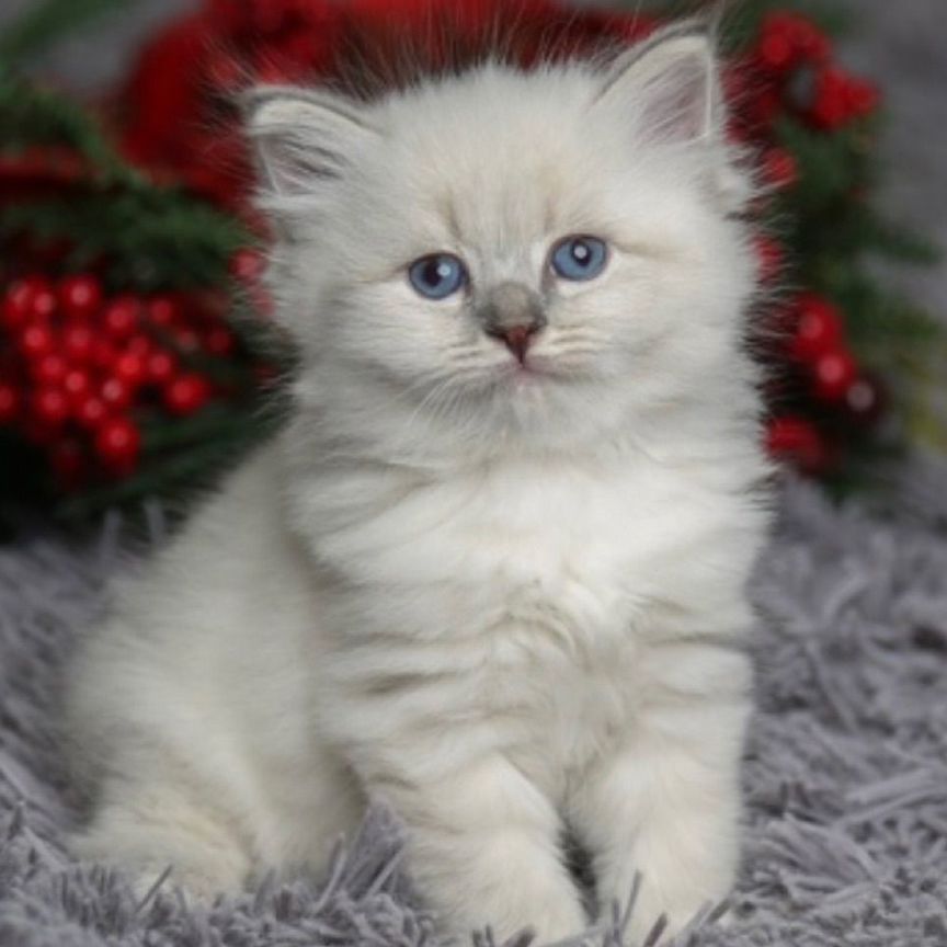 Котята