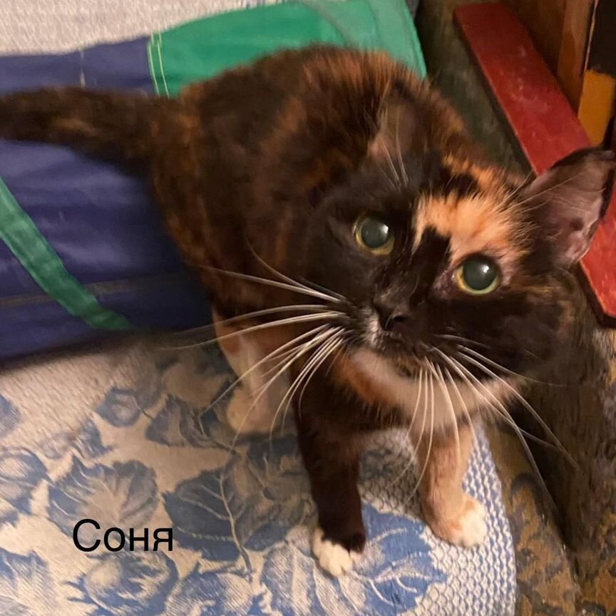 Соня добрым людям