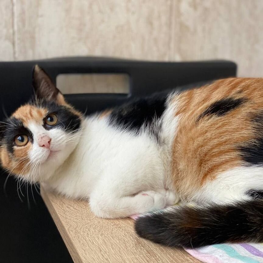 Шикарный котёнок в добрые руки бесплатно