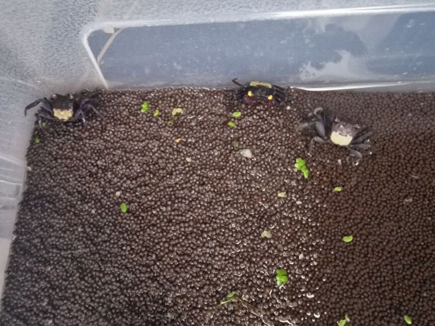 Крабы вампиры