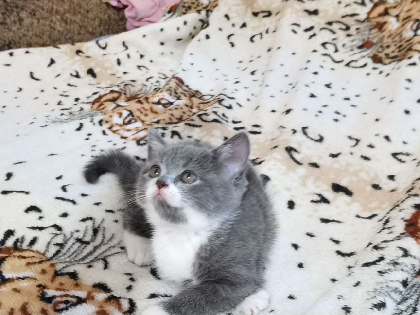 Британские котята