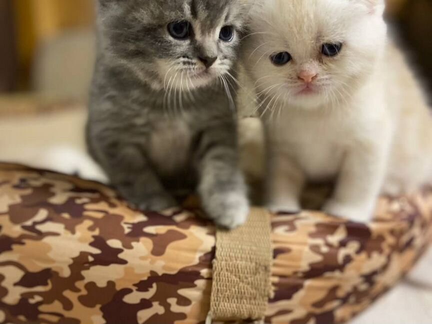 Шотландская вислоухая