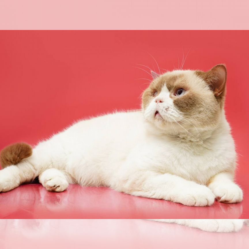 Британская короткошёрстная кошка, взрослая