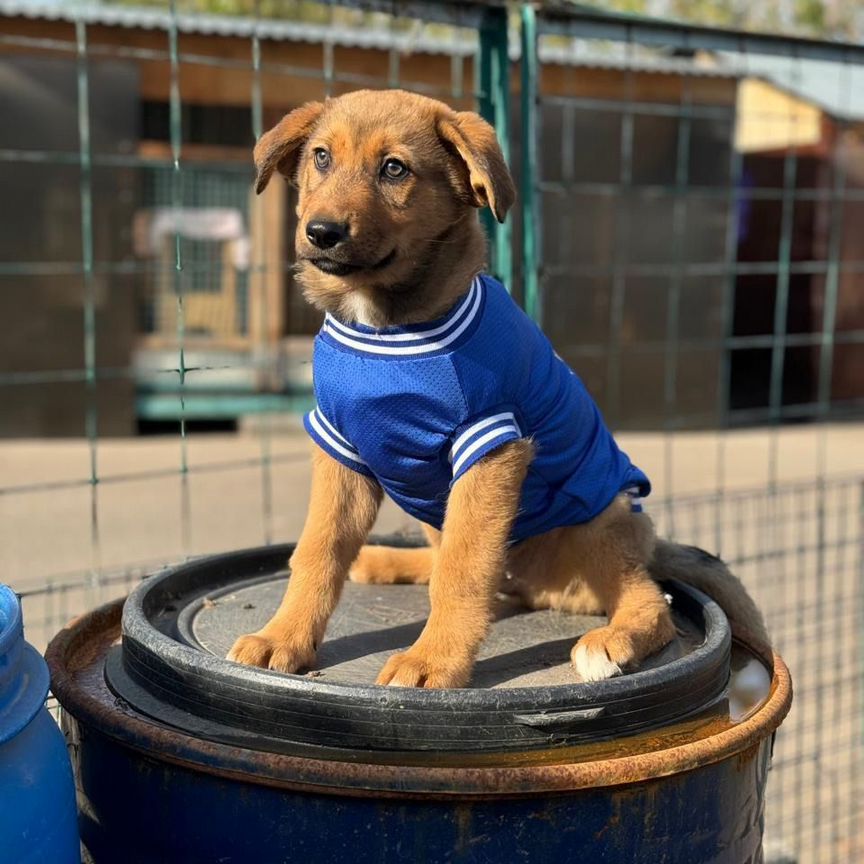 Рыжий щеночек