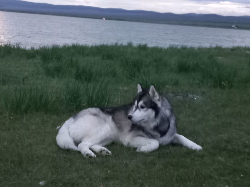 Вязка хаски