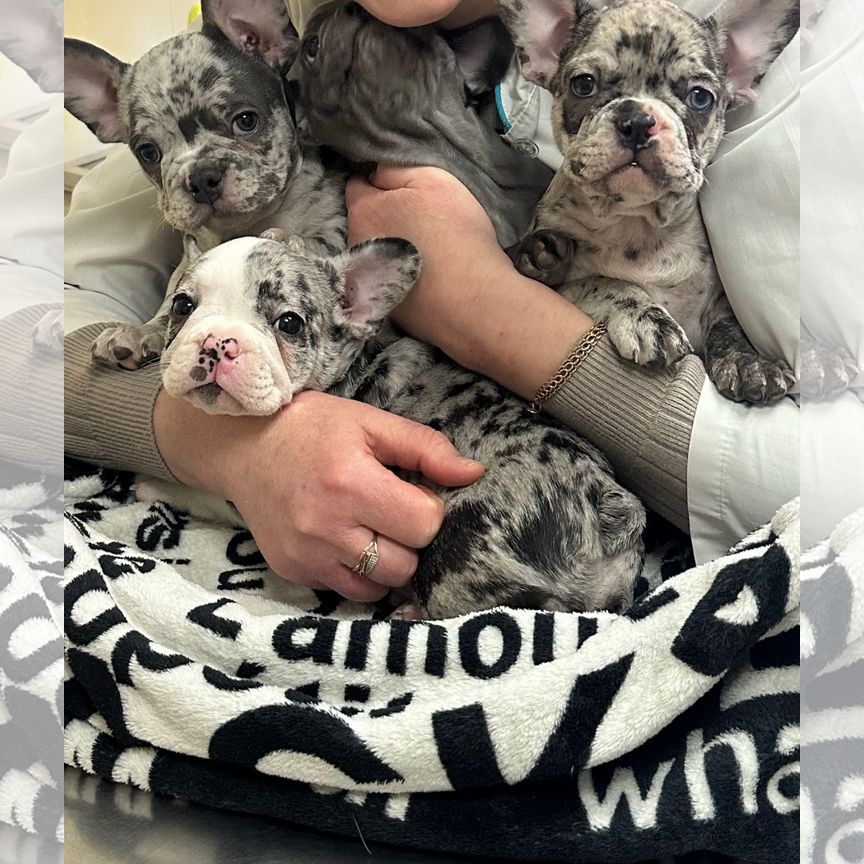 Французский бульдог, щенок