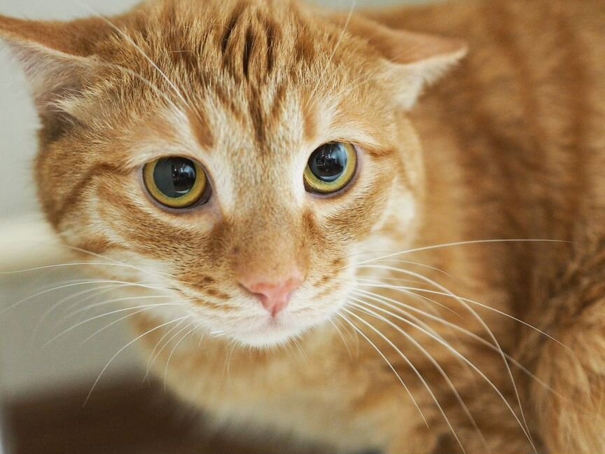 Красавчик Борис ищет дом и добрых друзей