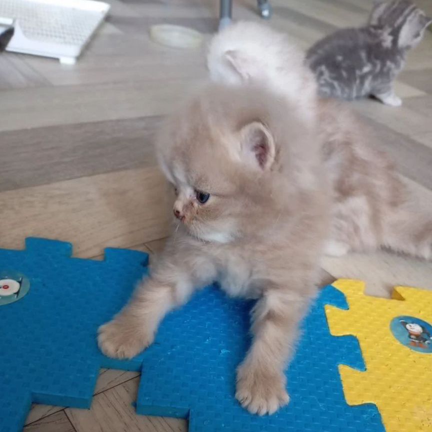 Шотландский прямоухий длинношёрстный котёнок