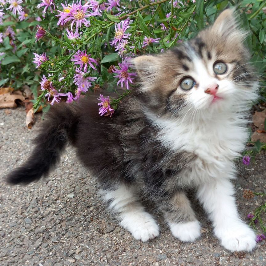 Отдам кошечку в добрые руки(Сибирская)