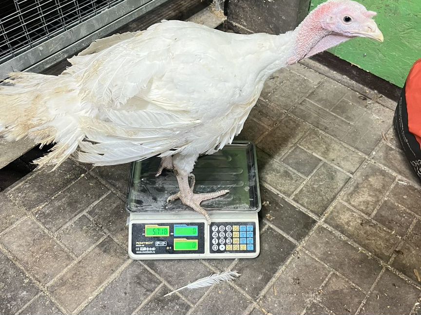 Индюшата хайбрид конвертер