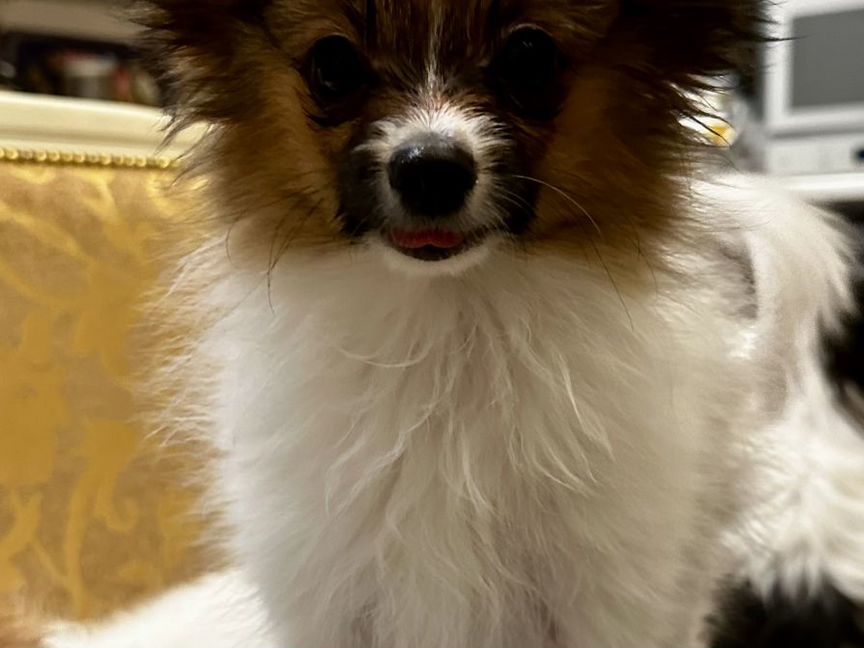 Прелестная Викки девочка папильон