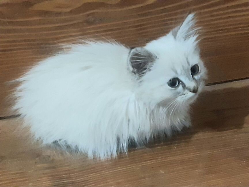 Продам кошечку. Цена 10р