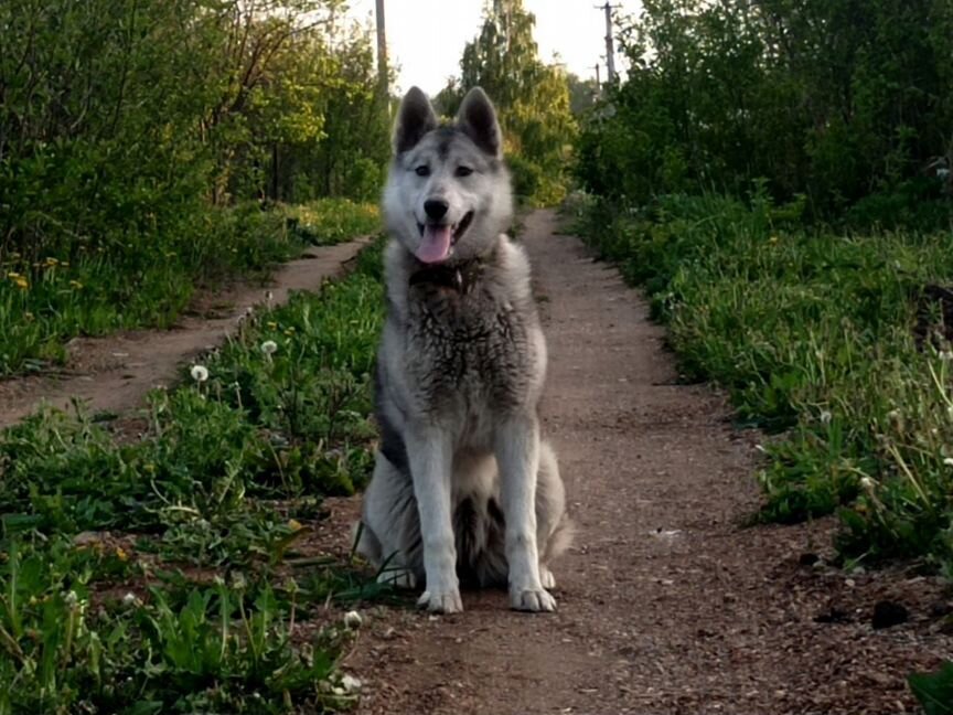 Собака добрая красавица маламут