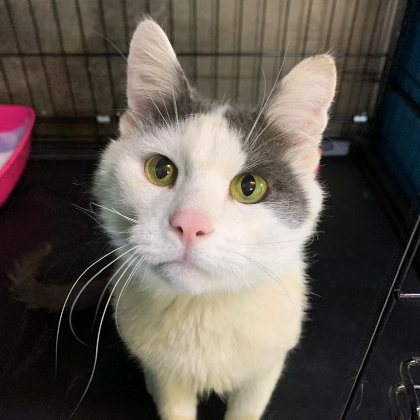 Ваньку нашли в обычной картонной коробке