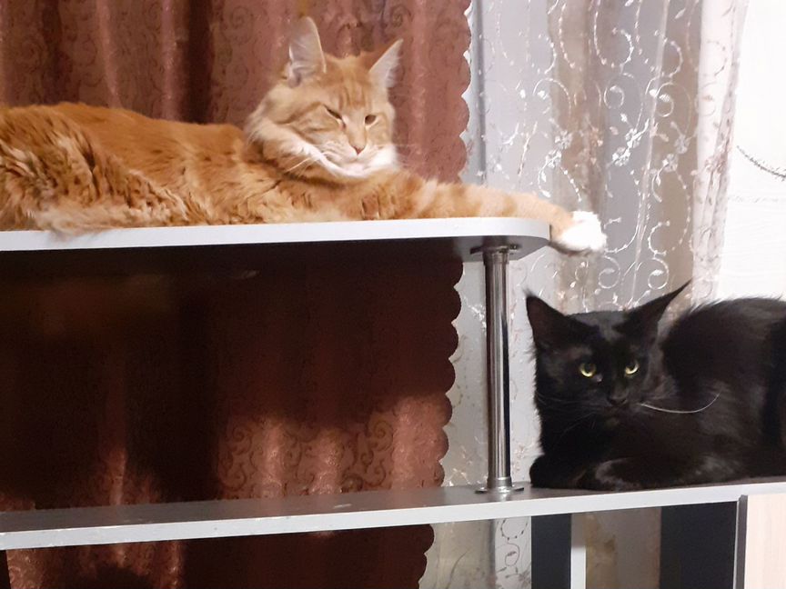 Кошка