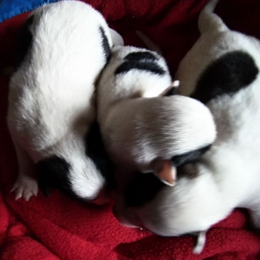 Джек-рассел-терьер, щенок