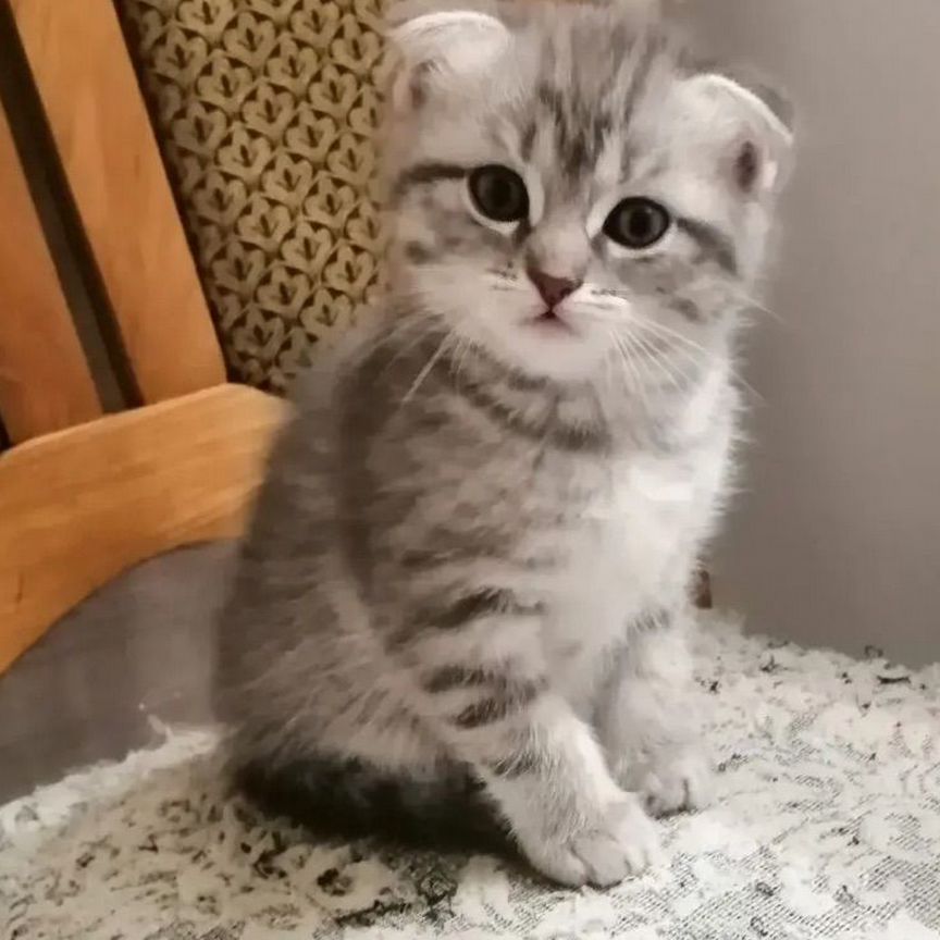 Шотландский вислоухий длинношёрстный котёнок