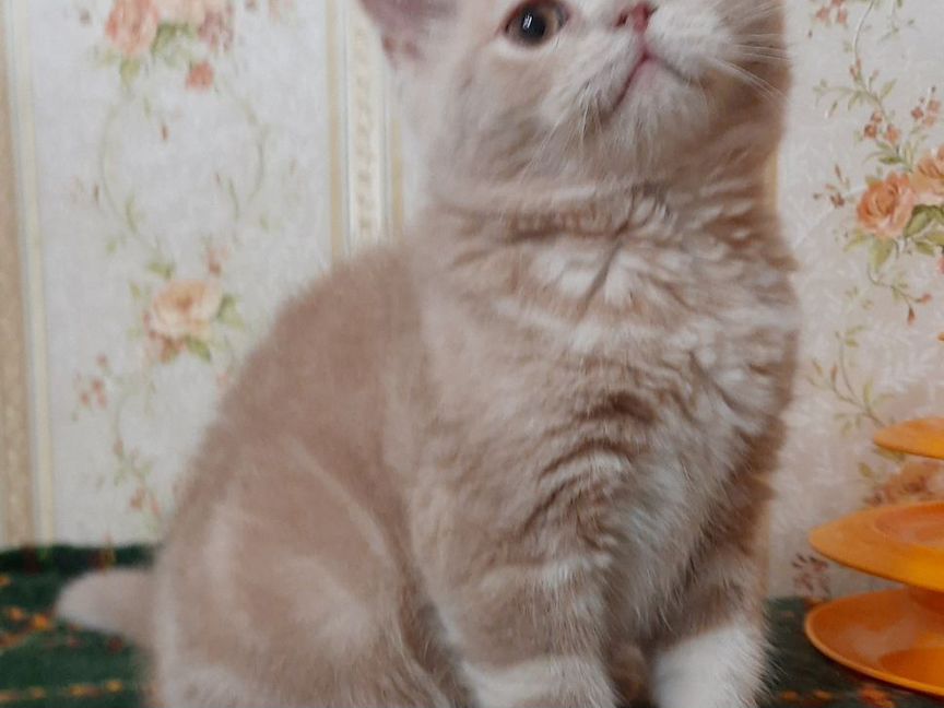 Шотландский Котёнок скоттиш страйт