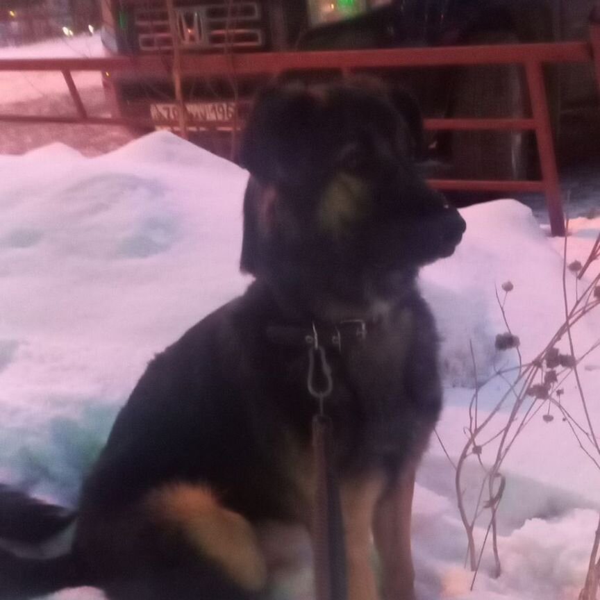 Немецкая овчарка смесь с Лайкой