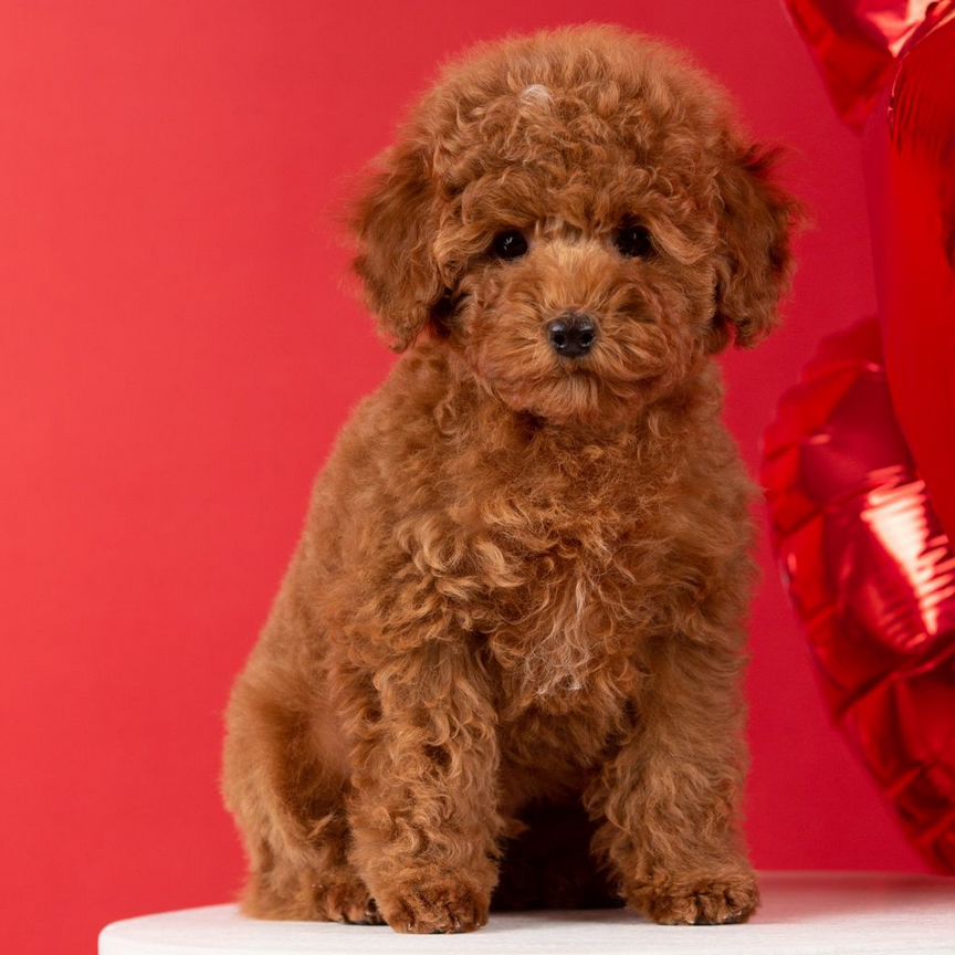 Карликовый пудель, щенок