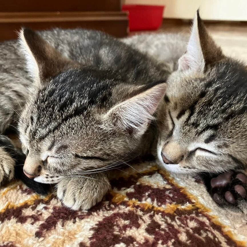 Отдам котят