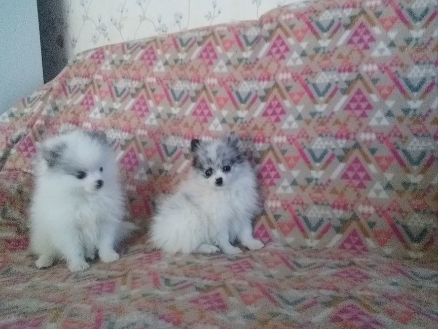 Шпицы и чихуахуа