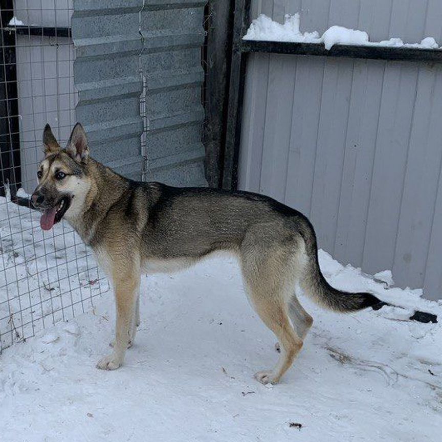 Взрослая собака в добрые руки