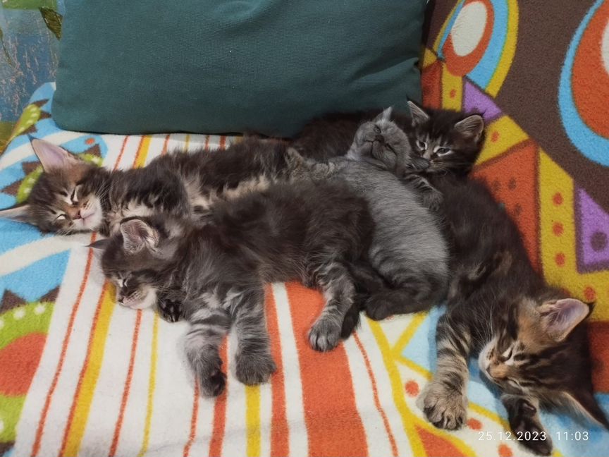 Котята мейн-кун