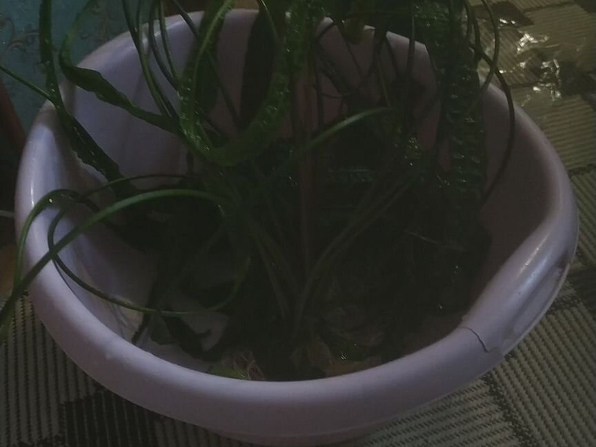 Аквариумные растения