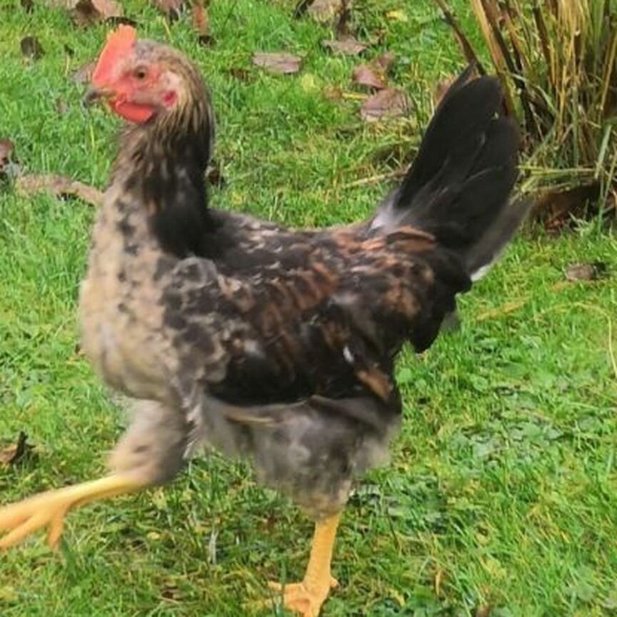 Петух молодой домашний