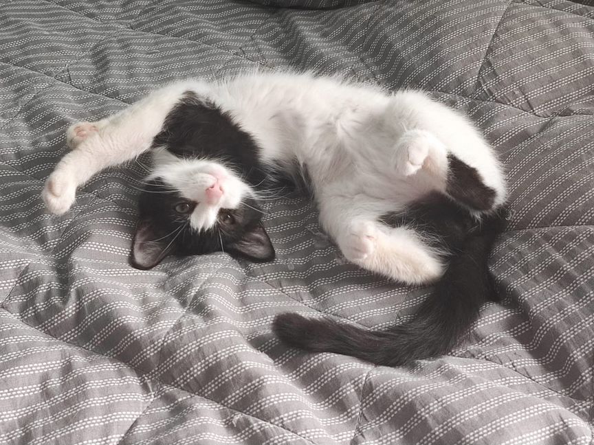 Котенок в добрые руки